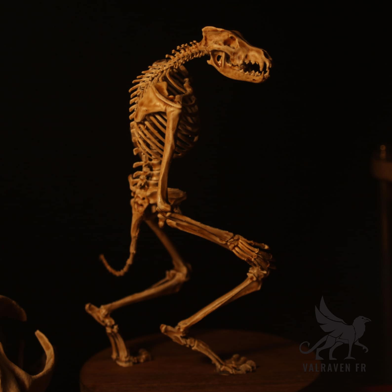 Werewolf Skeleton, Curiosity Cabinet - Etsy
