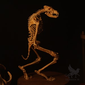 Werewolf Skeleton, Curiosity Cabinet - Etsy