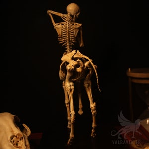 Centaur Skeleton, Curiosity Cabinet - Etsy