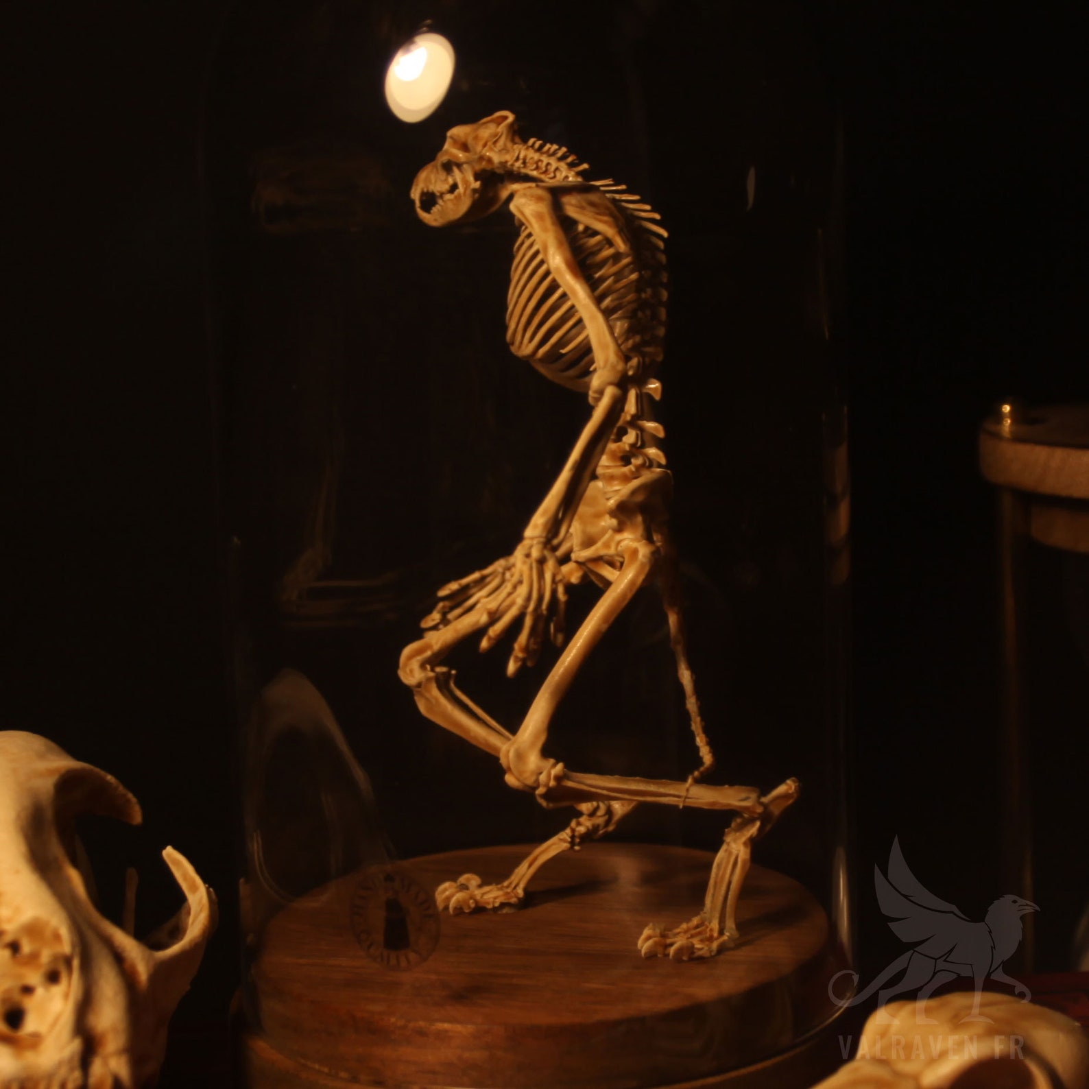 Werewolf Skeleton, Curiosity Cabinet - Etsy