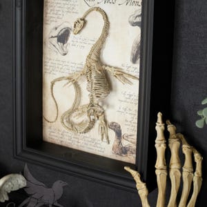 Loch Ness Monster Skeleton in a Frame, Curiosity Cabinet - Etsy