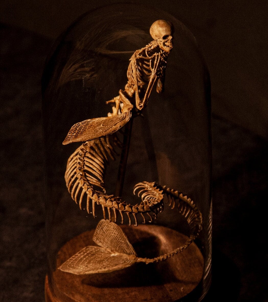 Mermaid Real Life Skeleton
