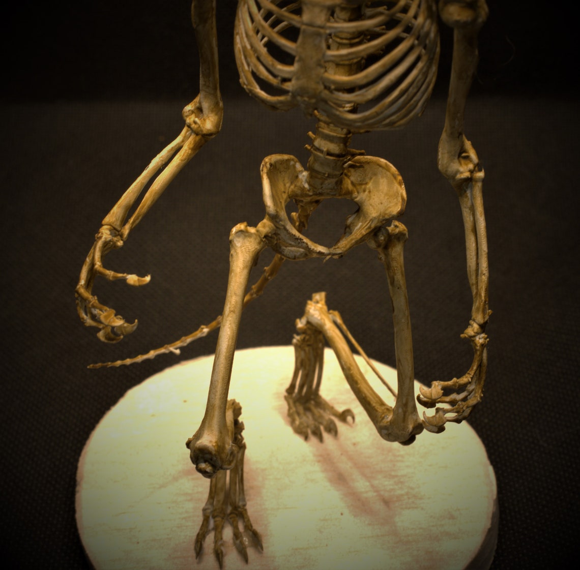 Werewolf skeleton curiosity cabinet | Etsy