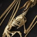 Wyvern Skeleton in a Frame, Curiosity Cabinet - Etsy
