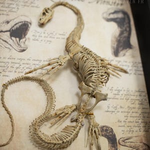 Loch Ness Monster Skeleton in a Frame, Curiosity Cabinet - Etsy