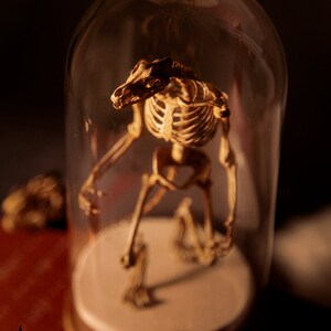 Werewolf Skeleton Curiosity Cabinet | Etsy