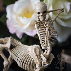 Centaur Skeleton, Curiosity Cabinet - Etsy