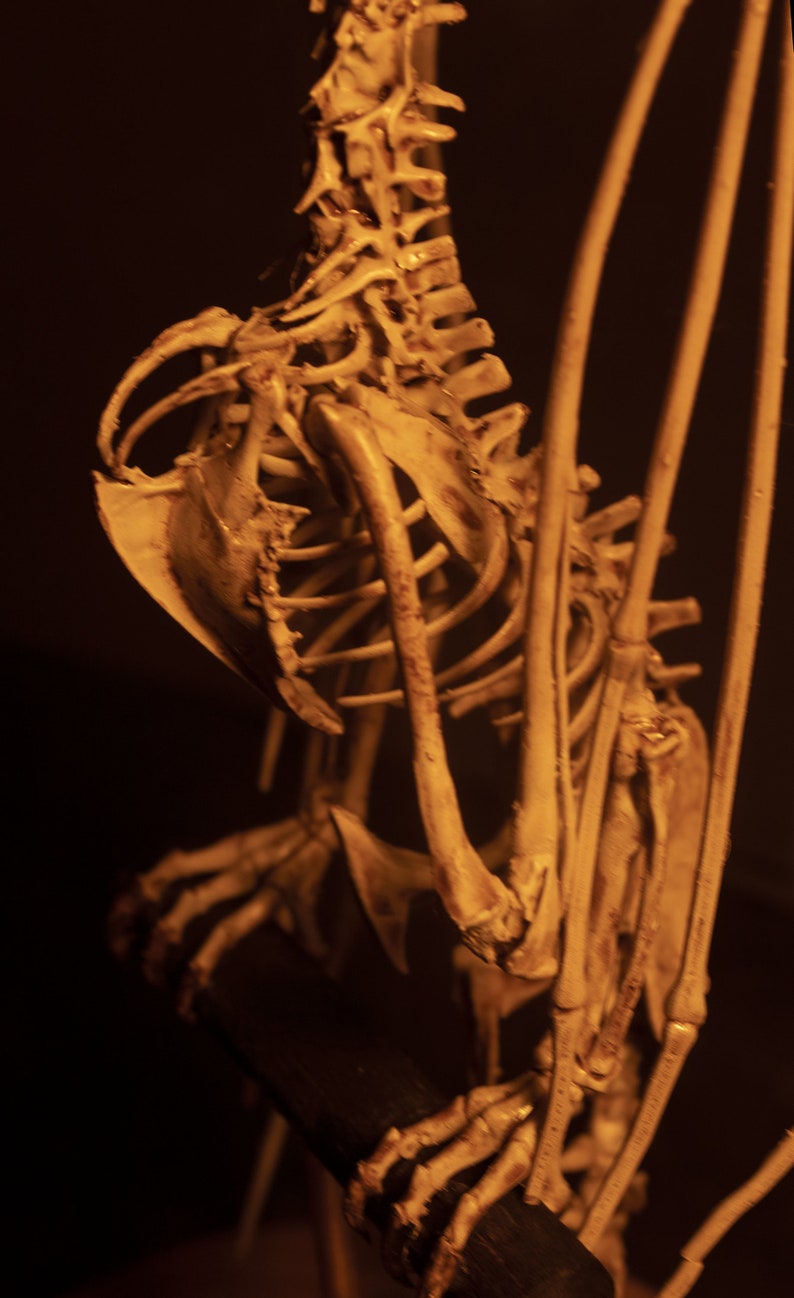 Wyvern Skeleton Curiosity Cabinet | Etsy