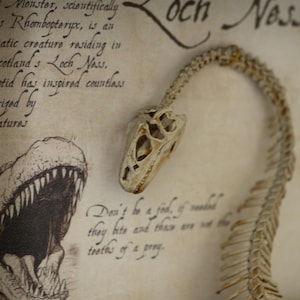 Loch Ness Monster Skeleton in a Frame, Curiosity Cabinet - Etsy