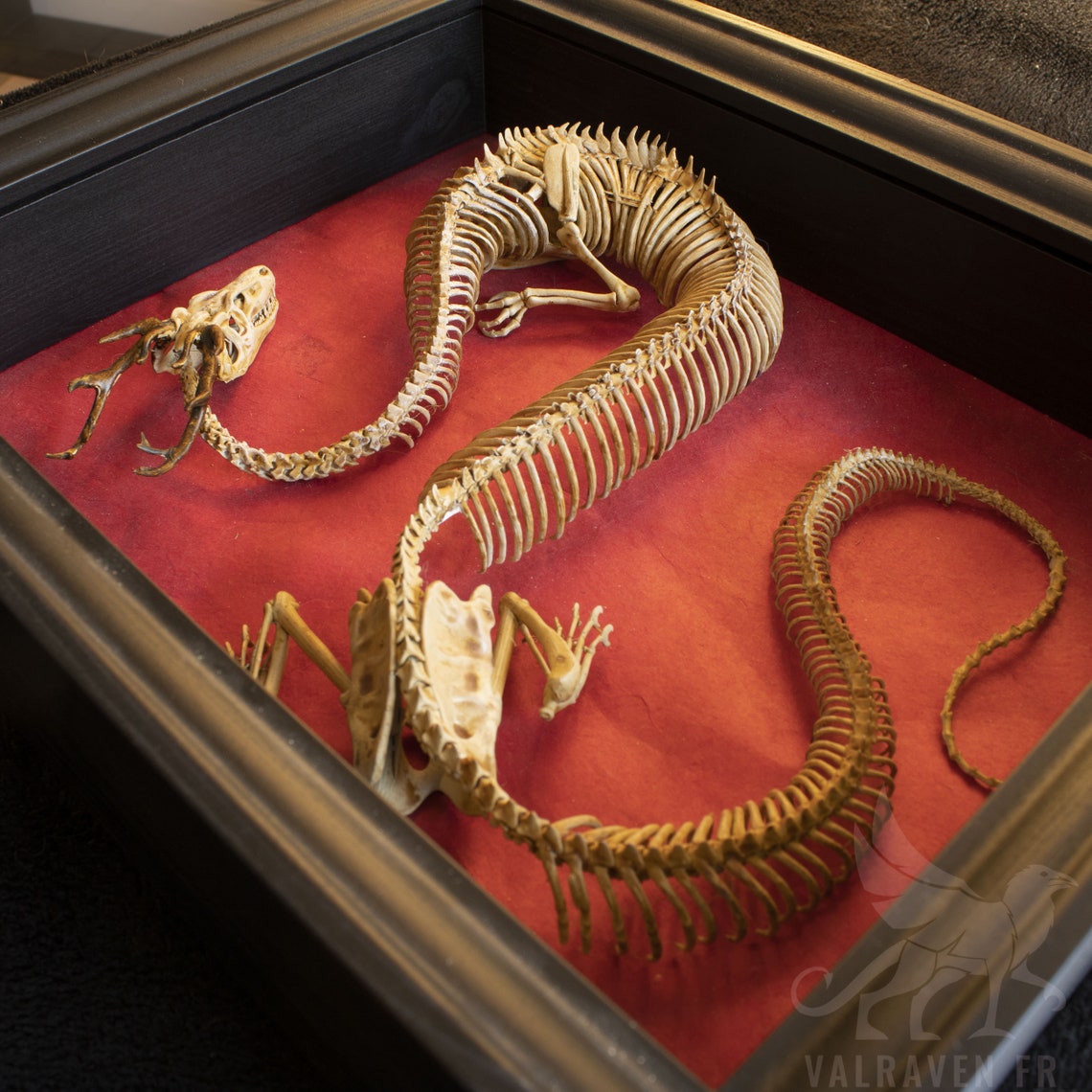 Eastern Dragon Skeleton, Curiosity Cabinet - Etsy