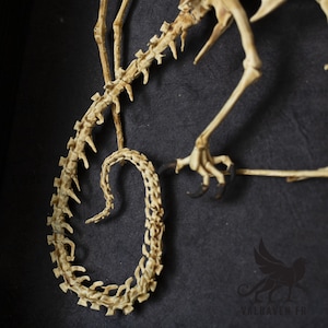 Wyvern Skeleton in a Frame, Curiosity Cabinet - Etsy