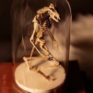 Werewolf Skeleton Curiosity Cabinet | Etsy