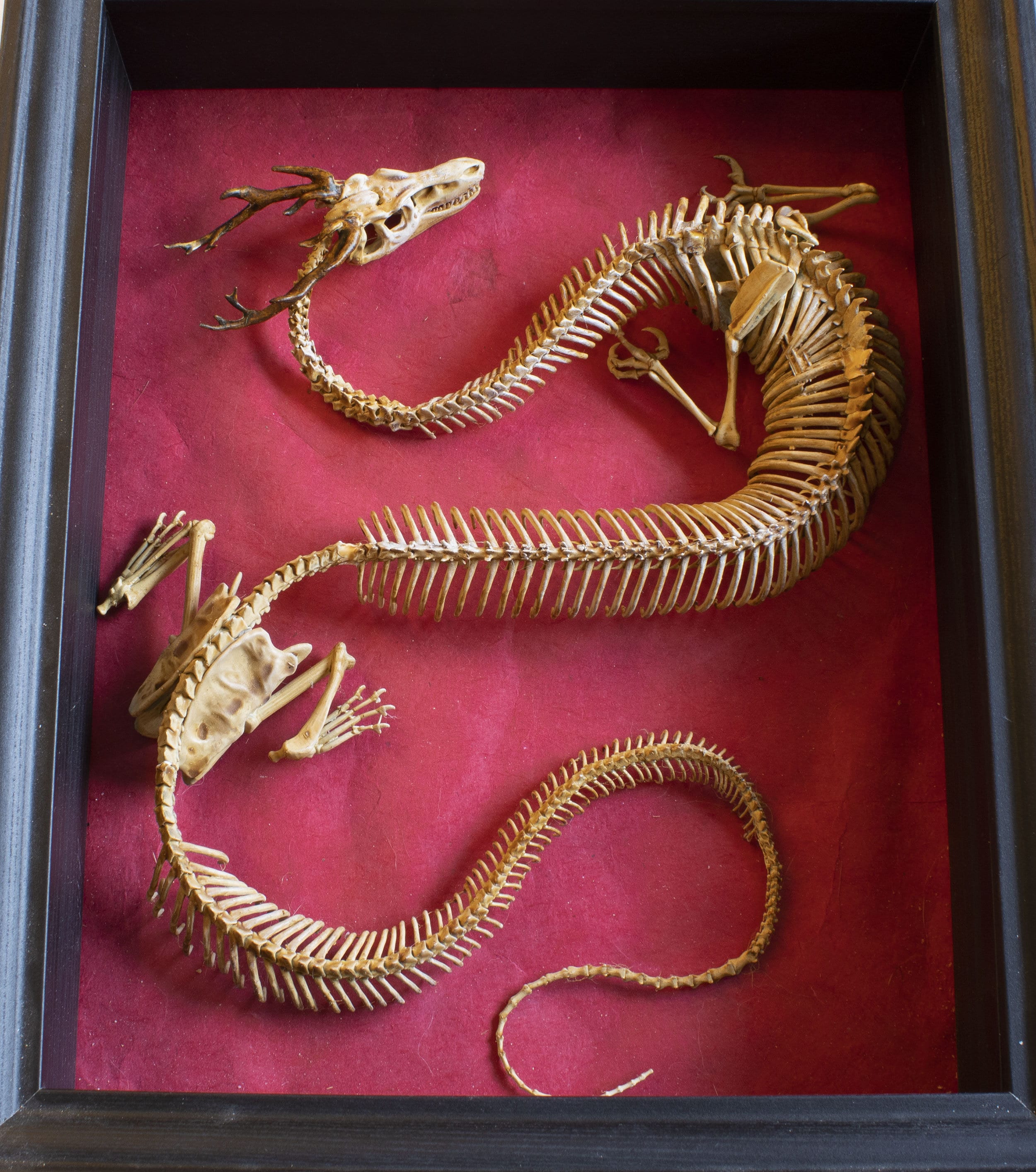 Eastern Dragon Skeleton, Curiosity Cabinet - Etsy