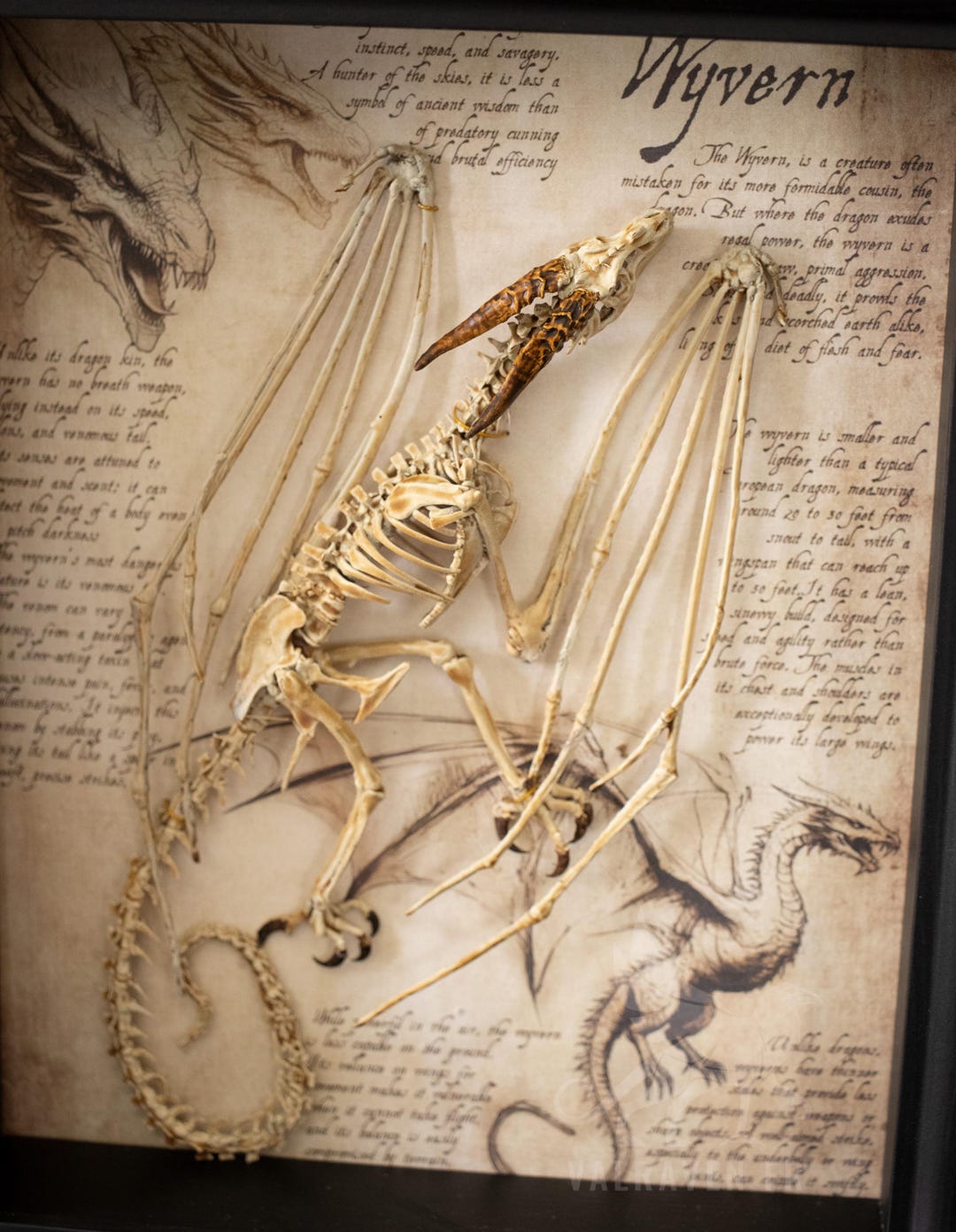Western Wyvern Skeleton in a Frame, Curiosity Cabinet - Etsy