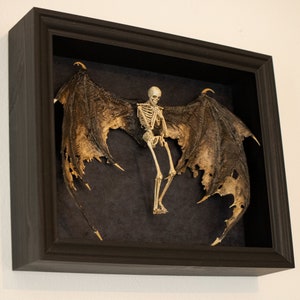 Bat Winged Demon Skeleton, Curiosity Cabinet - Etsy