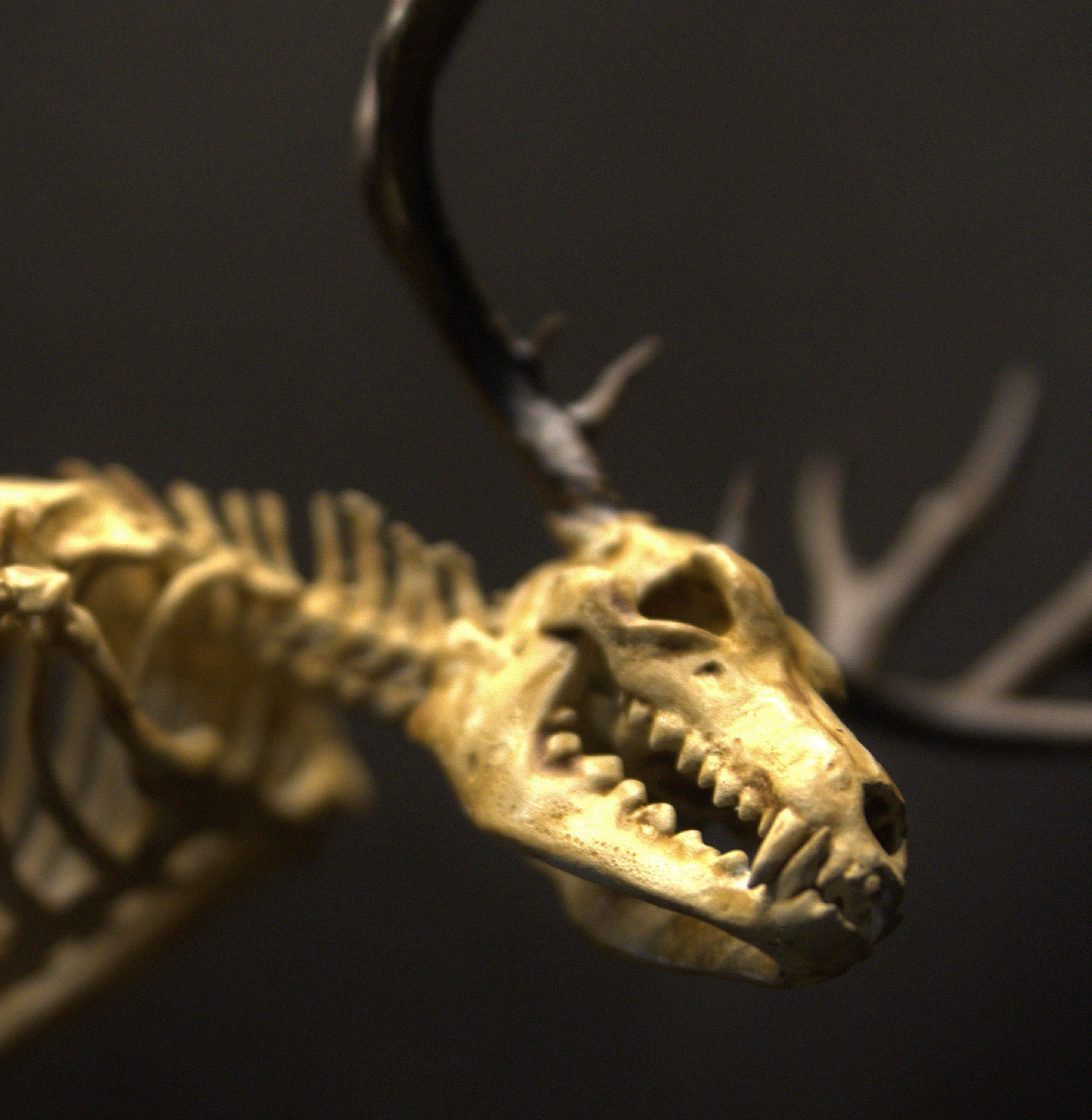 Wendigo skeleton curiosity cabinet | Etsy