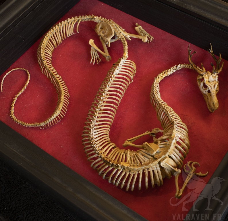 Eastern Dragon Skeleton, Curiosity Cabinet - Etsy