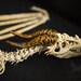 Wyvern Skeleton in a Frame, Curiosity Cabinet - Etsy