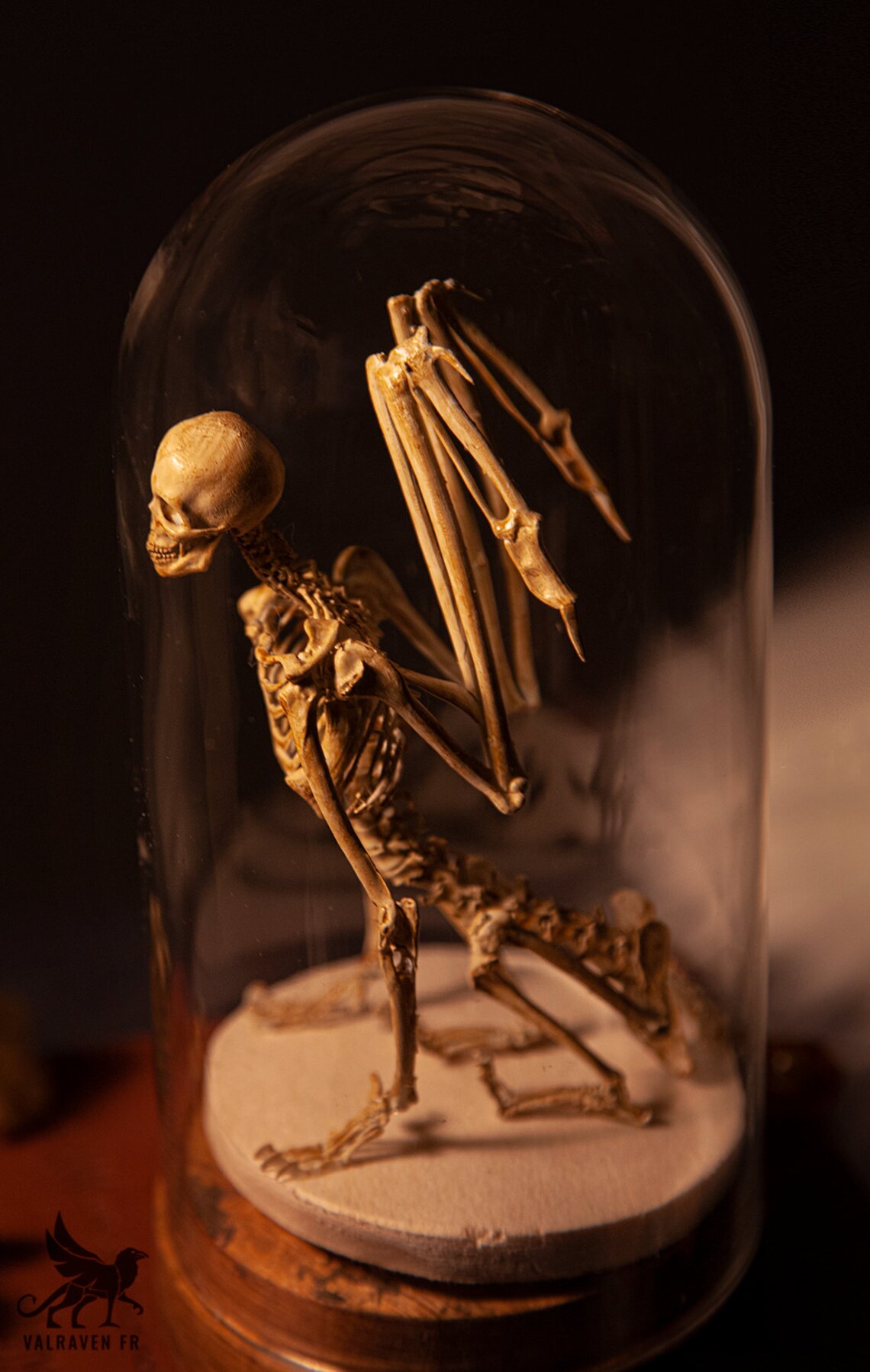 Sphinx Skeleton Curiosity Cabinet - Etsy