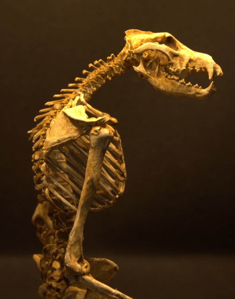 Werewolf Skeleton Curiosity Cabinet | Etsy