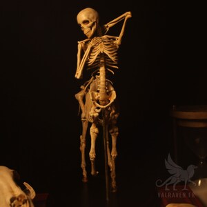 Centaur Skeleton, Curiosity Cabinet - Etsy
