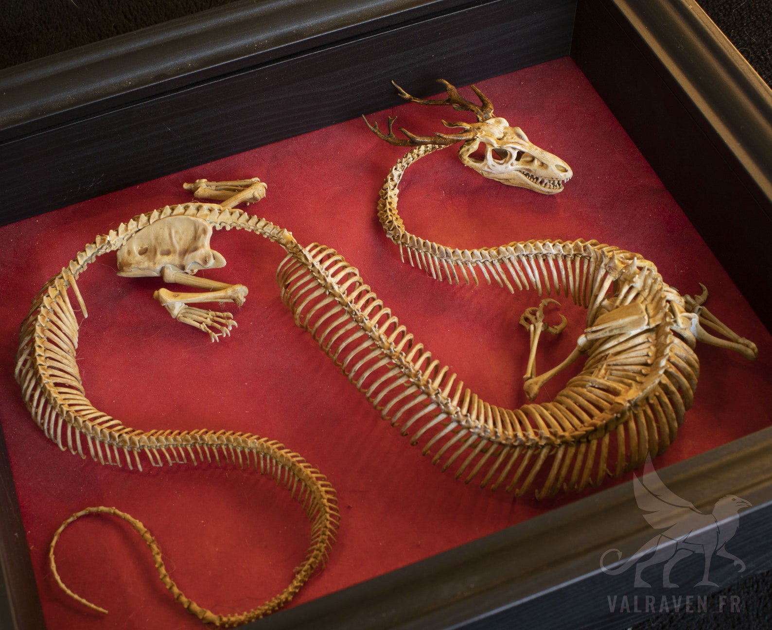Eastern Dragon Skeleton, Curiosity Cabinet - Etsy
