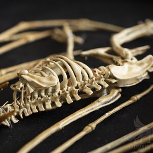 Wyvern Skeleton in a Frame, Curiosity Cabinet - Etsy