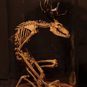 Wendigo skeleton curiosity cabinet | Etsy