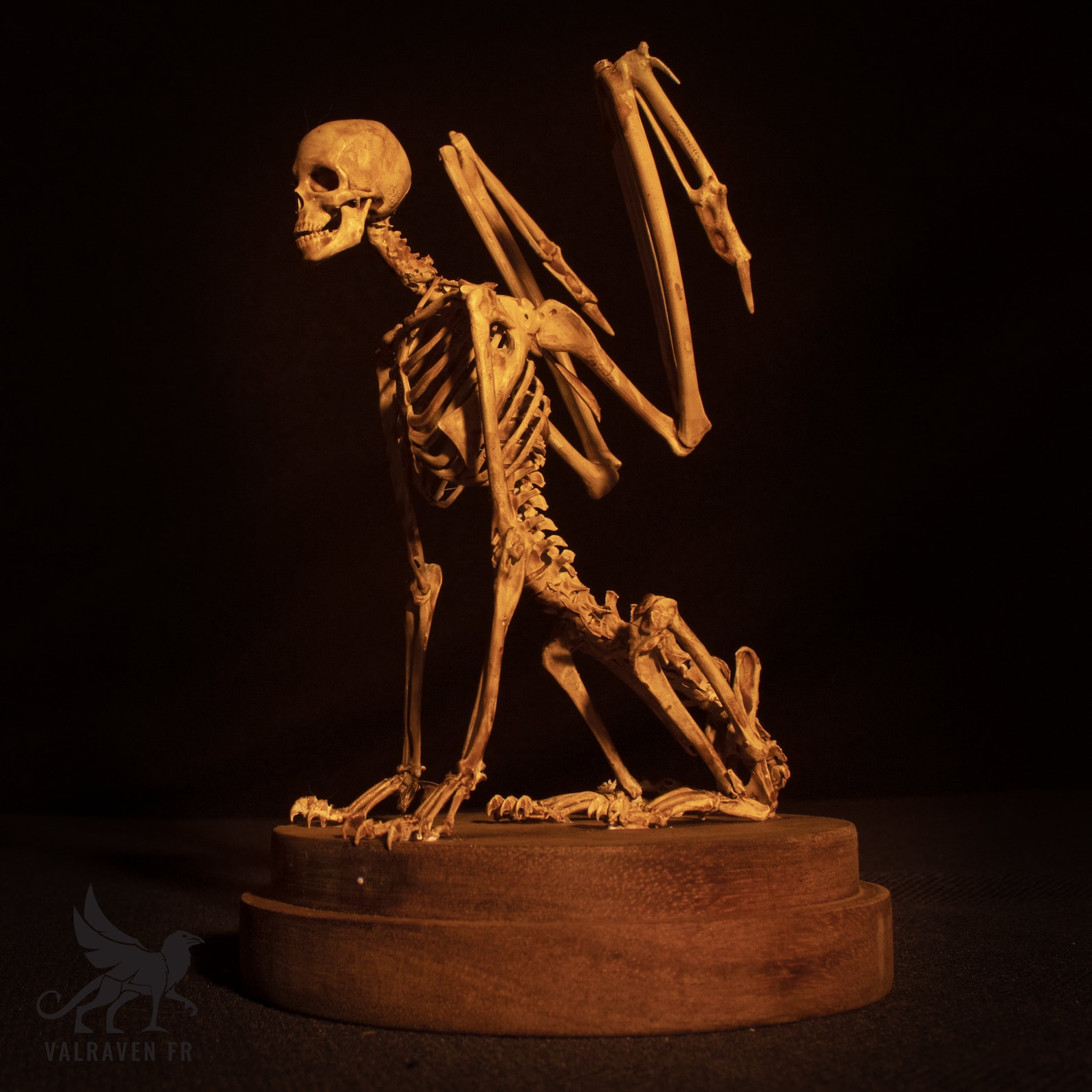 Sphinx Skeleton, Curiosity Cabinet - Etsy