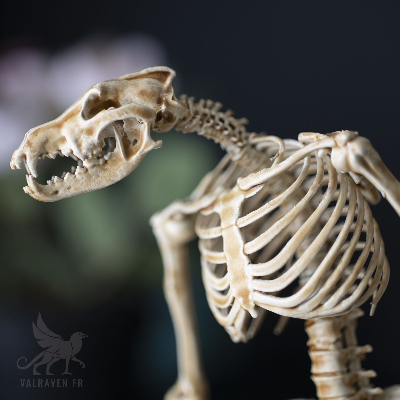 Werewolf Skeleton, Curiosity Cabinet - Etsy
