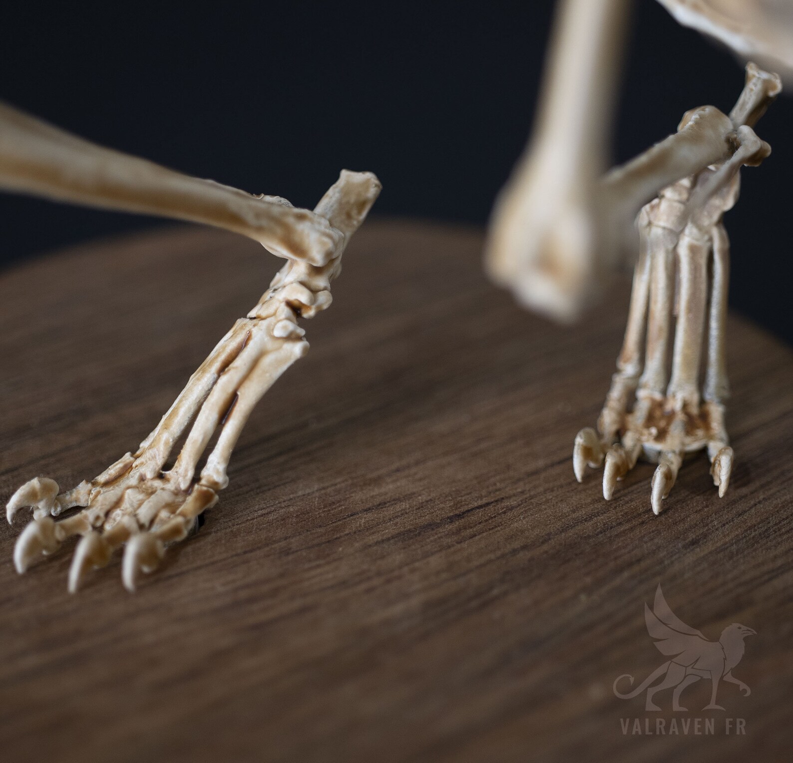 Werewolf Skeleton, Curiosity Cabinet - Etsy