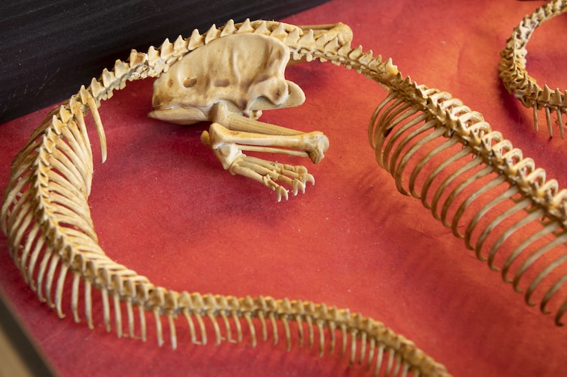 Eastern Dragon Skeleton, Curiosity Cabinet - Etsy