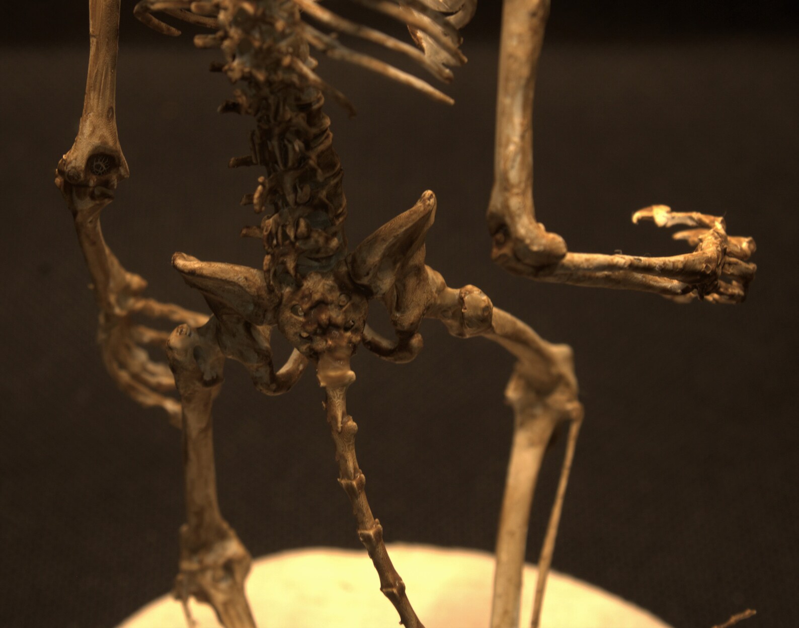 Werewolf Skeleton Curiosity Cabinet | Etsy