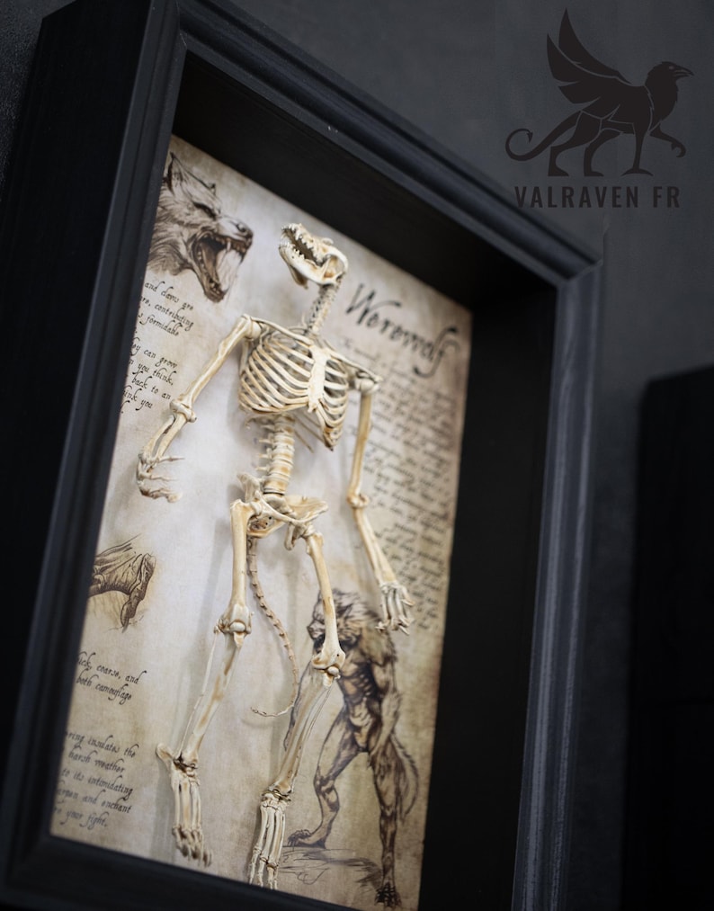 Werewolf Skeleton in a Frame, Curiosity Cabinet - Etsy