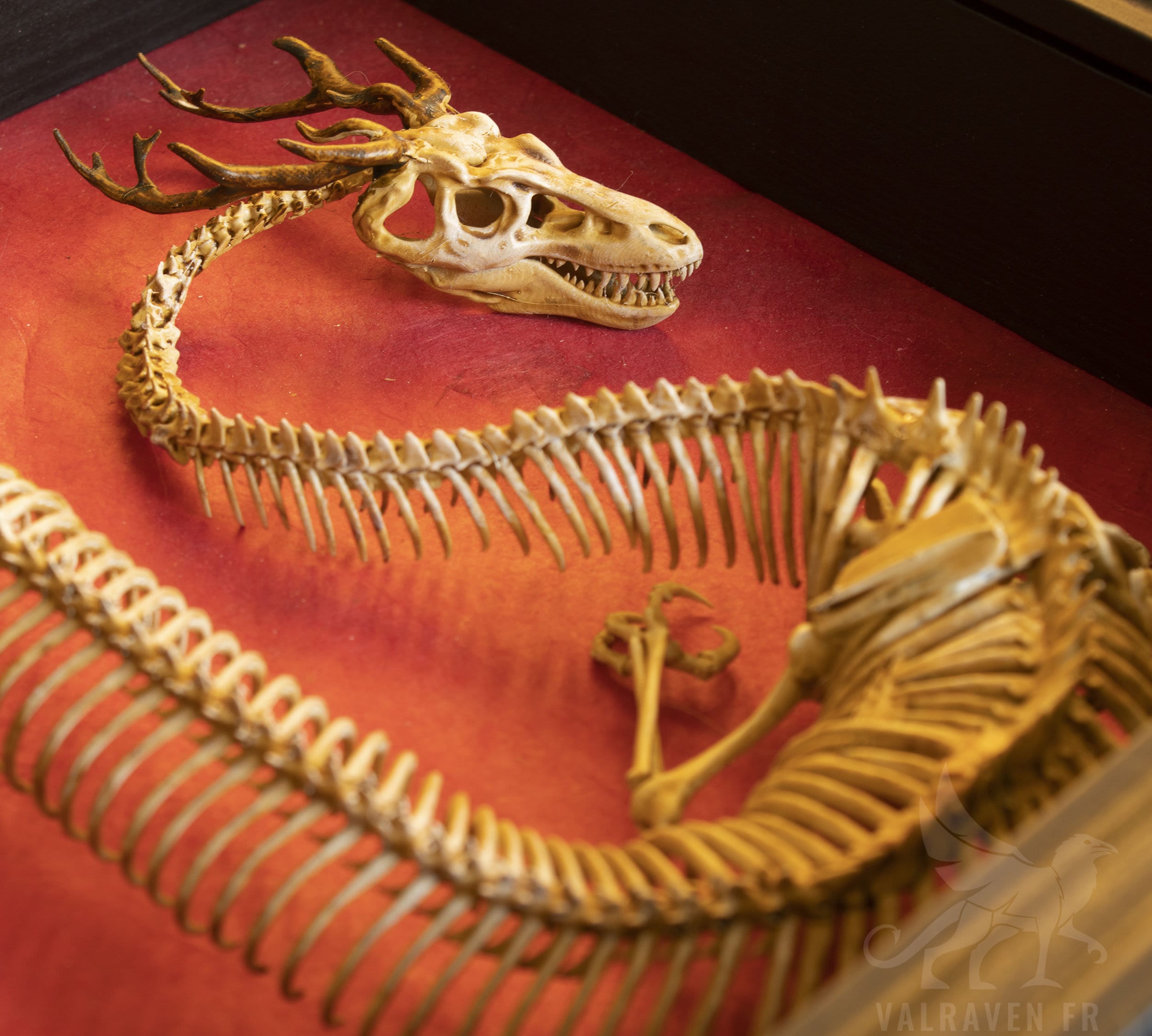 Eastern Dragon Skeleton Curiosity Cabinet - Etsy