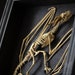 Wyvern Skeleton in a Frame, Curiosity Cabinet - Etsy