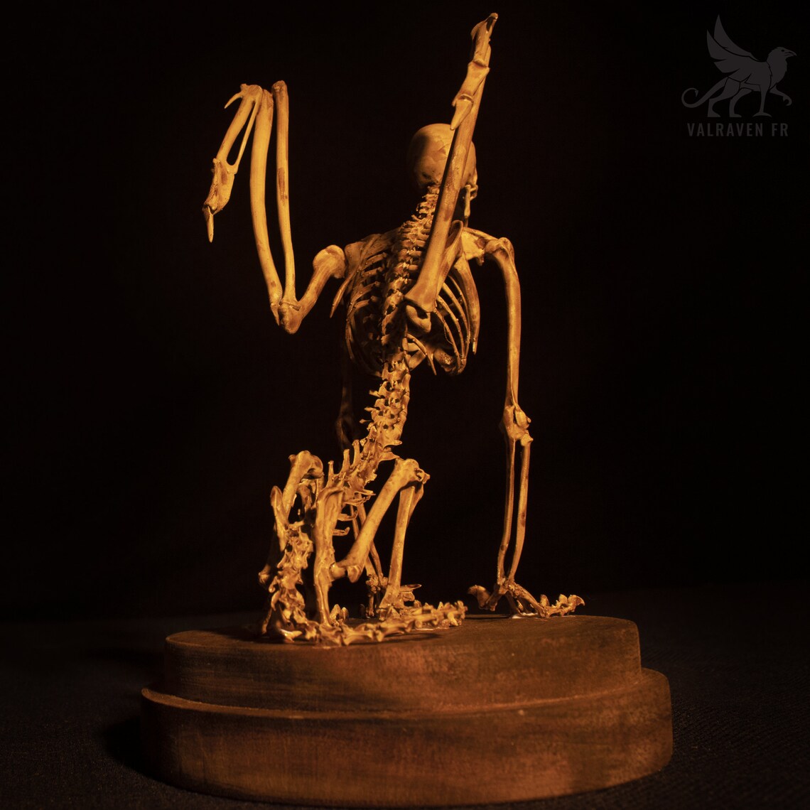 Sphinx Skeleton Curiosity Cabinet - Etsy