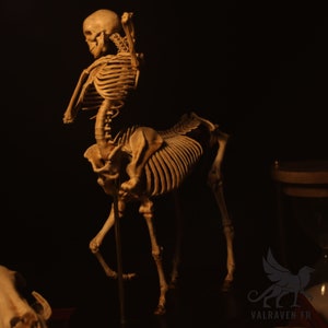 Centaur Skeleton, Curiosity Cabinet - Etsy