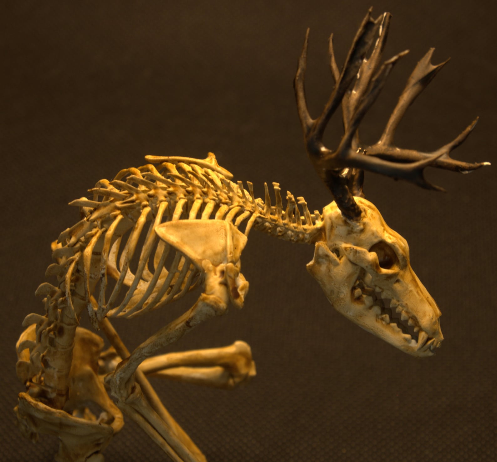 Wendigo skeleton curiosity cabinet | Etsy