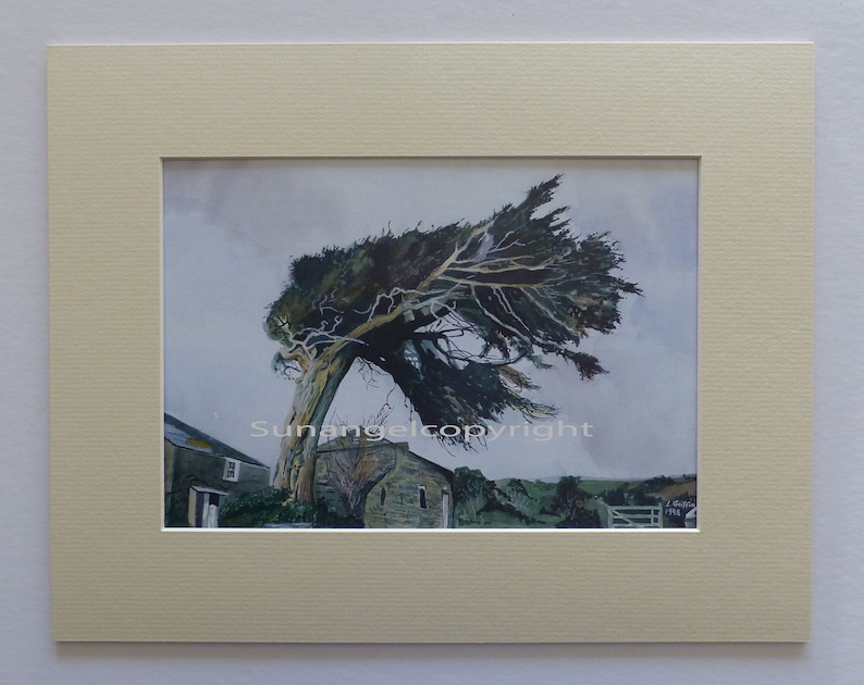Cornwall Wall Art. an Old Cornish Windswept Tree at Old Treyarnon Farm ...
