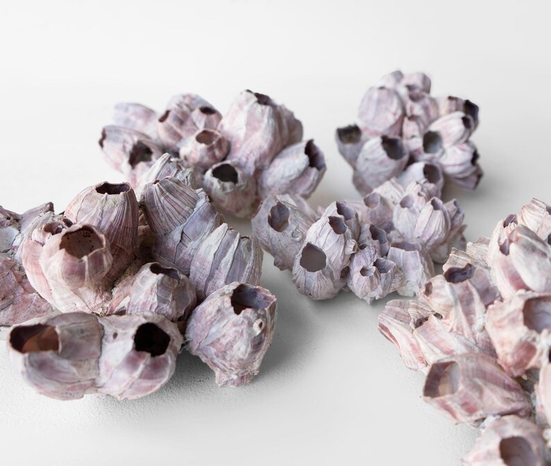 Vintage Collection of Dusky Pink Giant Barnacles, Shell Specimens, Mid ...