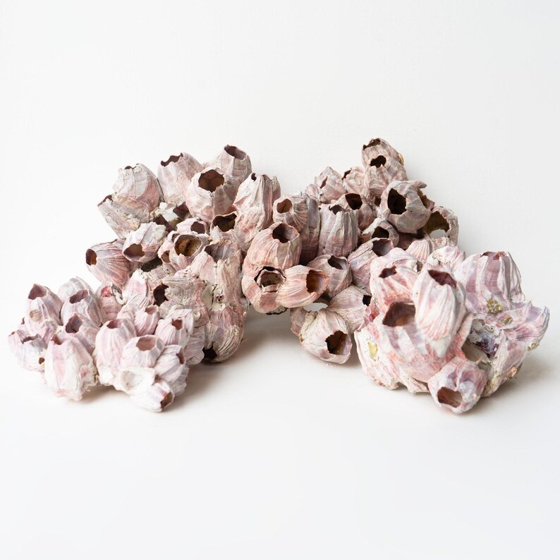 Vintage Collection of Dusky Pink Giant Barnacles, Shell Specimens, Mid ...