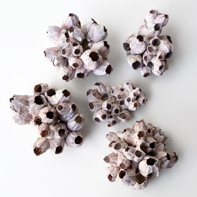 Vintage Collection of Dusky Pink Giant Barnacles, Shell Specimens, Mid ...