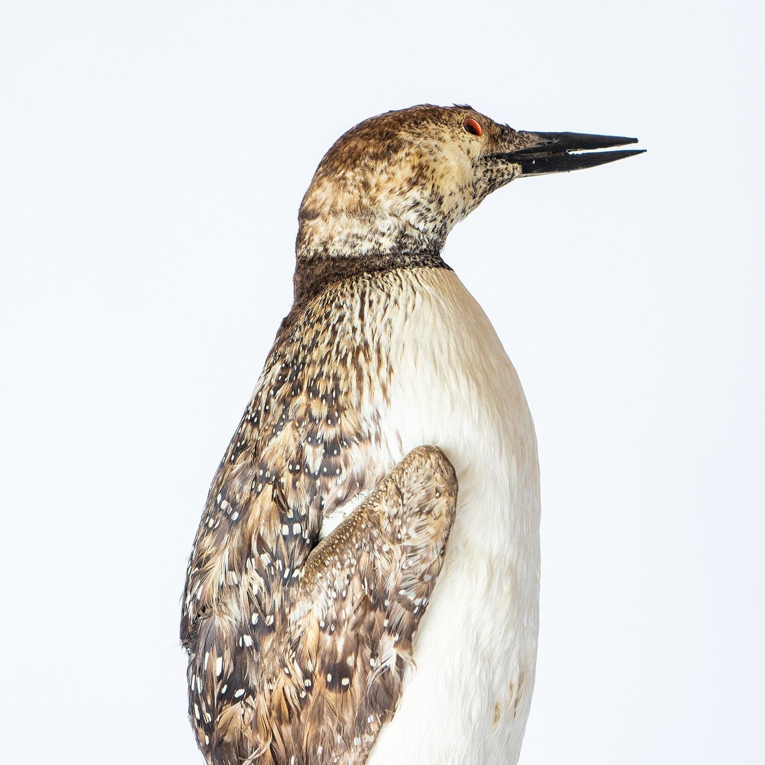 Antique Mounted Taxidermy Loon on Naturalistic Base, Early 20th Century ...