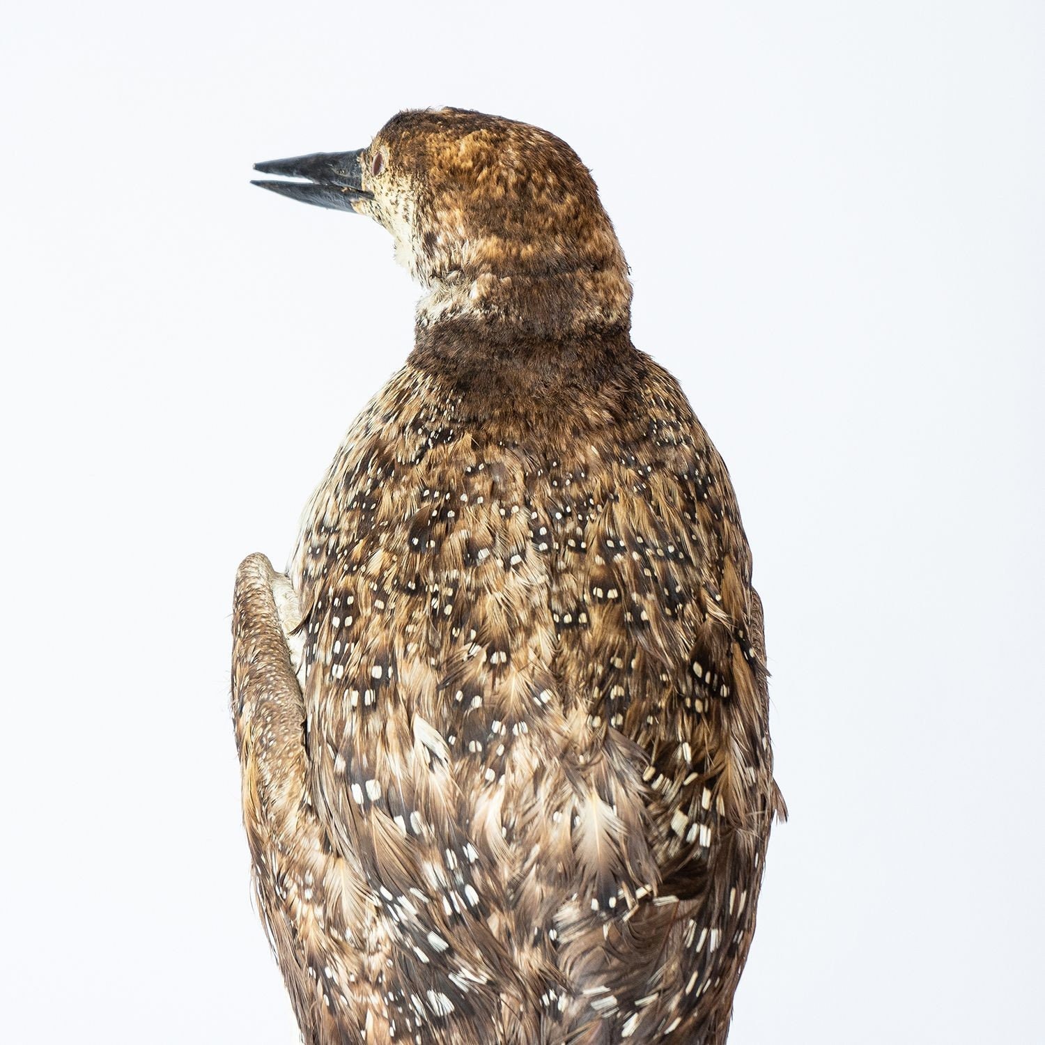 Antique Mounted Taxidermy Loon on Naturalistic Base, Early 20th Century ...