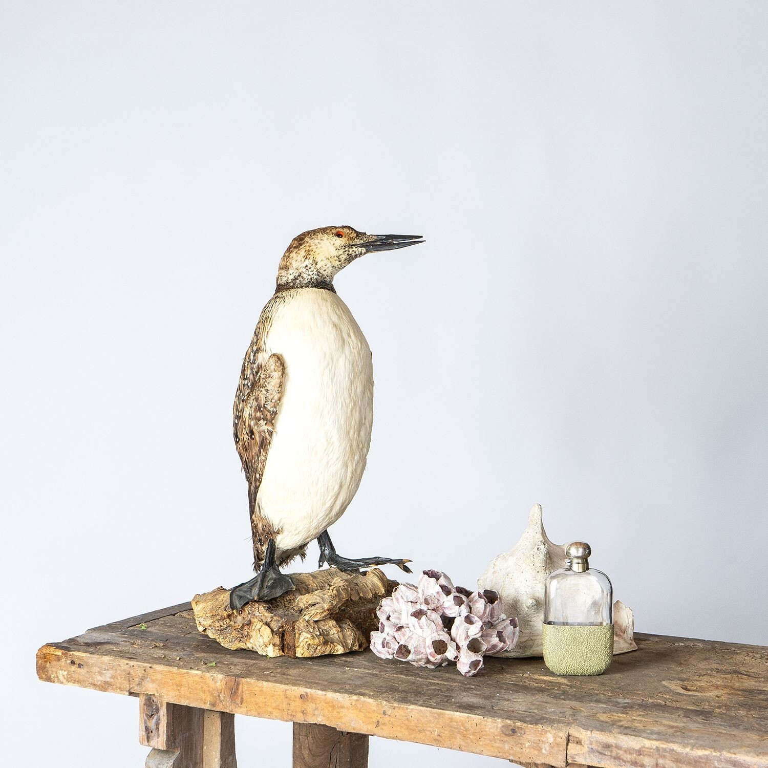 Antique Mounted Taxidermy Loon on Naturalistic Base, Early 20th Century ...