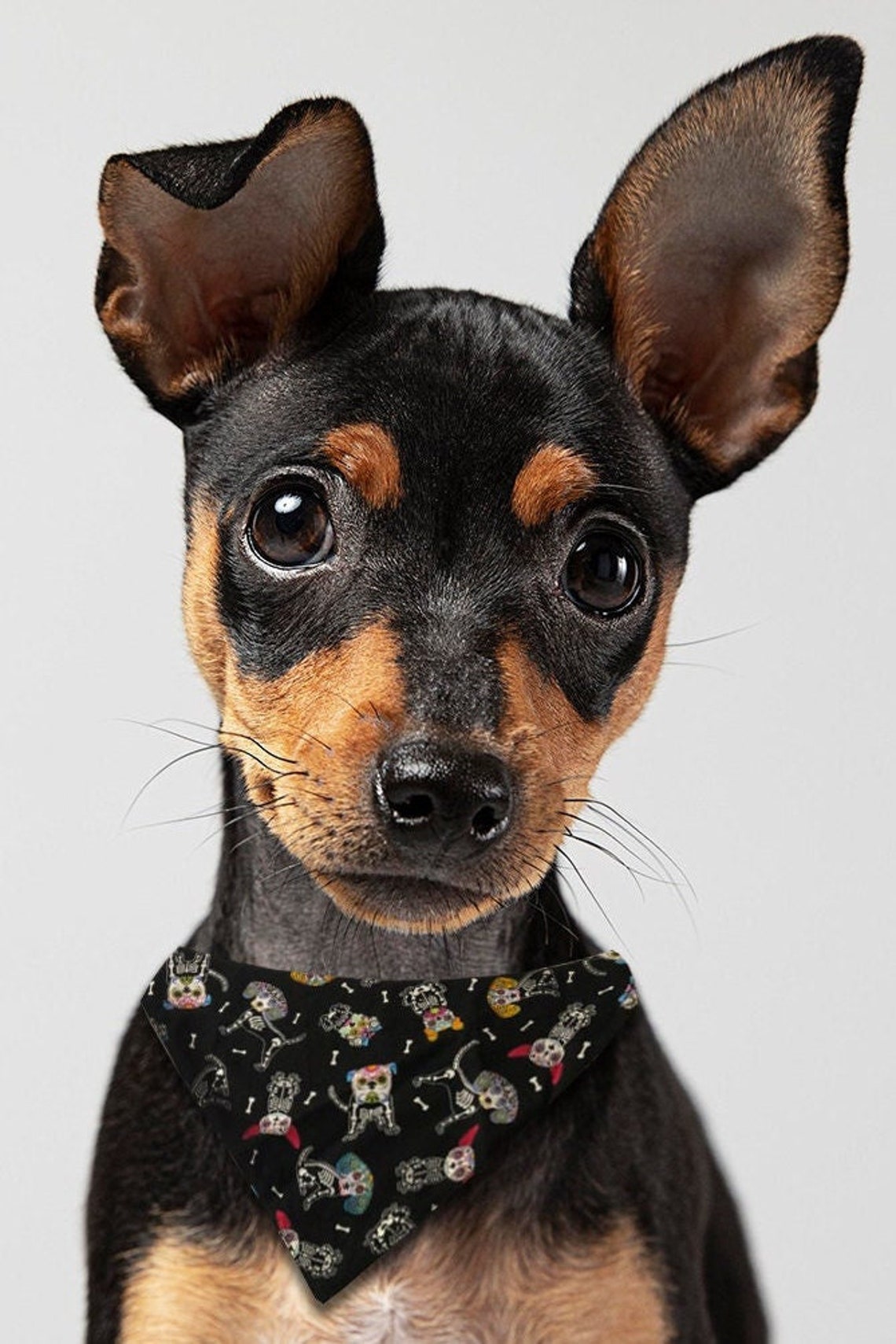 Dog and Cat Collar Scarf/dog and Cat Bandana - Doggie Handkerchief ...