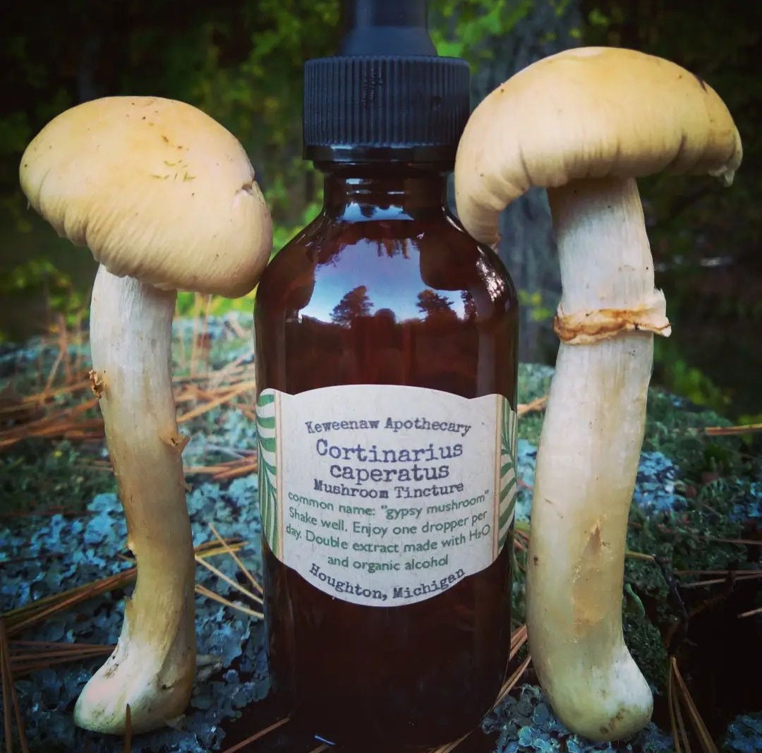 C. Caperatus - "gypsy Mushroom" Tincture 2oz - Etsy