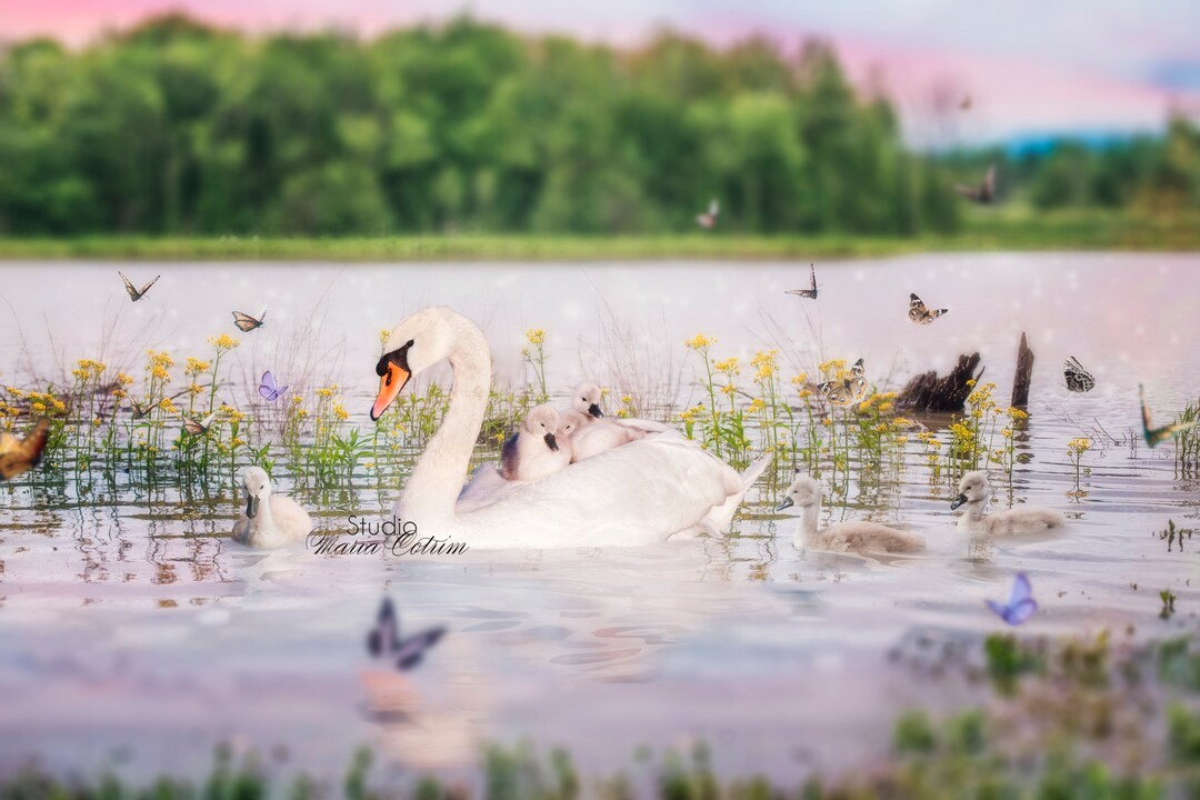 Swan in a Lake Digital Backdrop for Newborns and Children/ Background ...