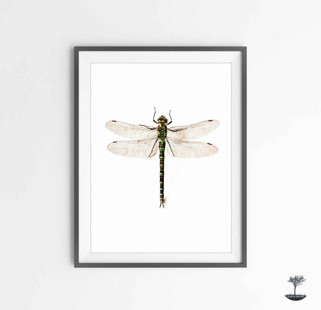 Dragonfly Printinsect Art Printvintage Dragonfly Wall Art - Etsy